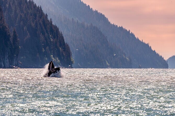 Wildlife Walking Half-Day Private Guided Tour in Whittier - Final thoughts: Who benefits most from this experience?