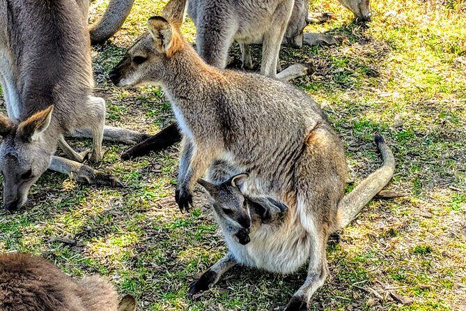 Wildlife, Waterfalls and Wine Day Tour from Sydney - Practical Tips for Future Travelers