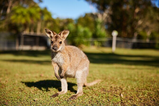 Wildlife, Waterfalls and Wine Day Tour from Sydney - Frequently Asked Questions