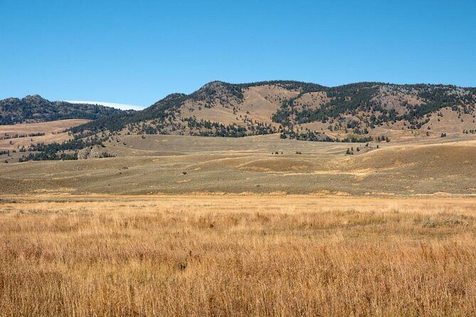Wildlife & Wolf Private Tour with Lunch - Wilderness and Wildlife: An In-Depth Look at the Yellowstone Wolf & Wildlife Private Tour