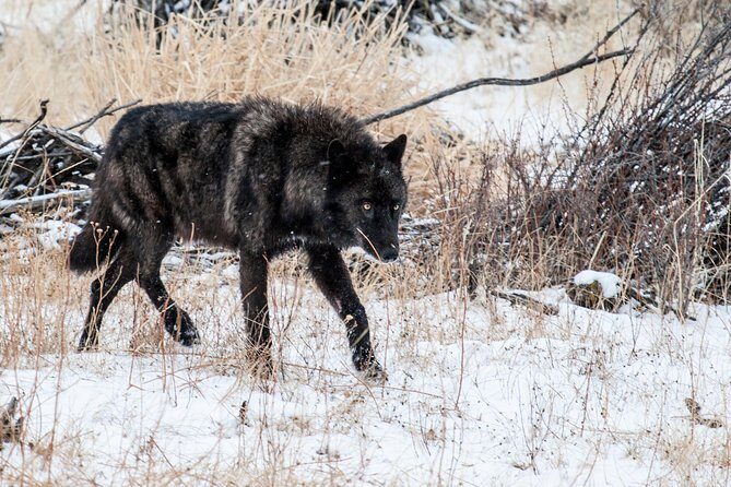 Wildlife & Wolf Private Tour with Lunch - What to Expect from Your Yellowstone Wildlife & Wolf Private Tour