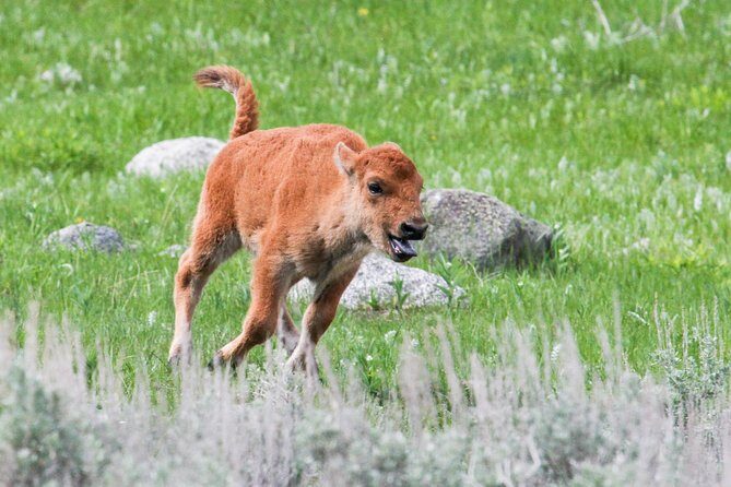 Wildlife & Wolf Private Tour with Lunch - Value for Money: Is It Worth the Price?
