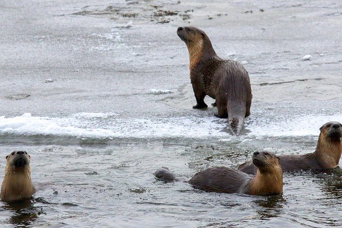 Wildlife & Wolf Private Tour with Lunch - Authentic Experiences from Past Participants