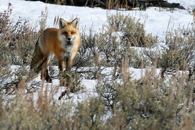 Wildlife & Wolf Private Tour with Lunch - Who Should Consider This Tour?