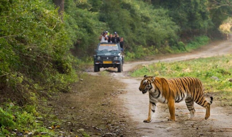 Wildlife Wonders: 2-Day Jim Corbett Safari from Delhi - Who Should Consider This Tour?