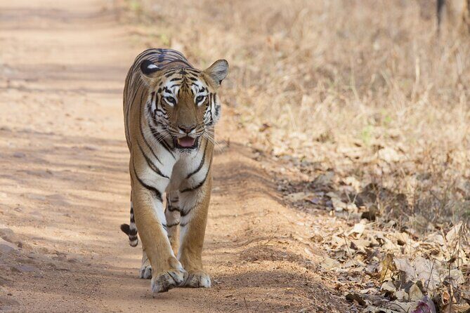 WildlifeSafari in Tadoba, Pench, Kanha & Bandhavgarh NationalPark - Authentic Wildlife Encounters & Guide Expertise