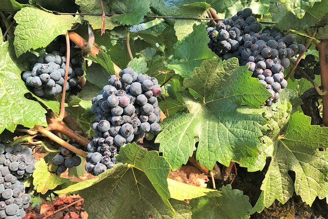 Willamette Valley Wine Tour from Portland - Value for Money