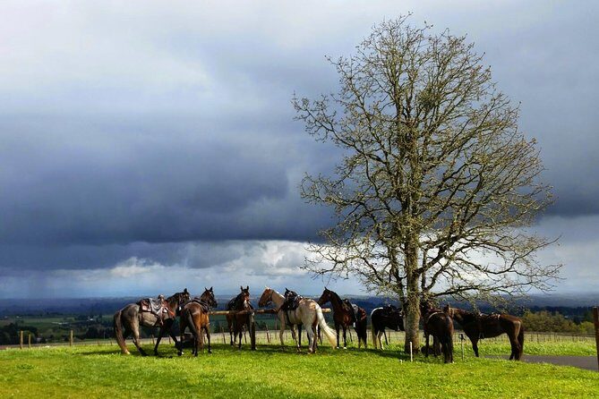 Willamette Valley Wine Tour from Portland - Practical Tips for Travelers