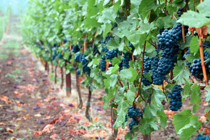 Willamette Valley Wine Tour - The Bottom Line