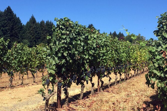 Willamette Valley Wine & Whisky - Who Would Love This Tour?
