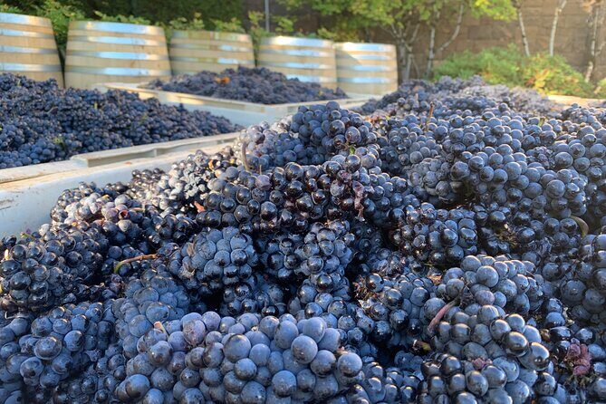 Willamette Wine Tour from McMinnville (Tasting Fees Included) - Exploring the Willamette Wine Tour from McMinnville: An Authentic Look