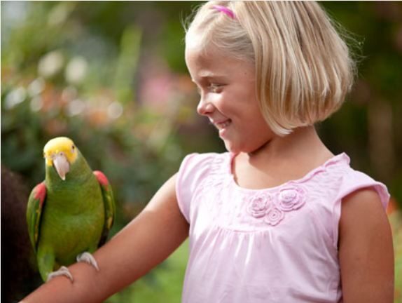 Williamsburg: Busch Gardens Ticket & Water Country Option - FAQ