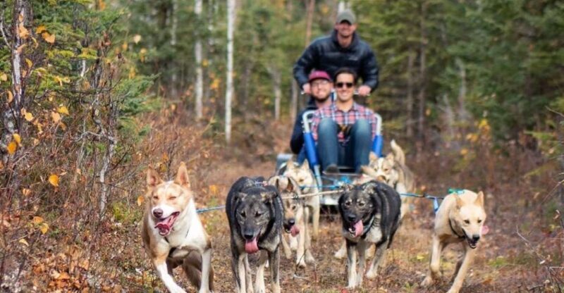 Willow: Summer Dog Sledding Ride in Alaska - Detailed Itinerary Breakdown