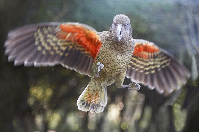 Willowbank Wildlife Reserve Day Entry - An Honest Breakdown of What to Expect at Willowbank Wildlife Reserve