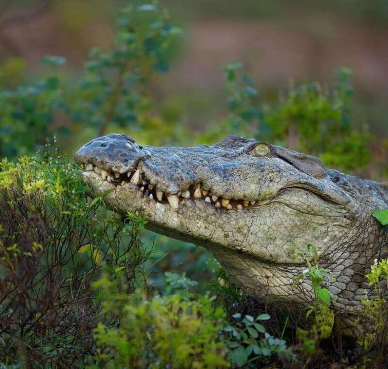 Wilpattu: All Inclusive Private Full-Day Jeep Safari 12h - Key Points