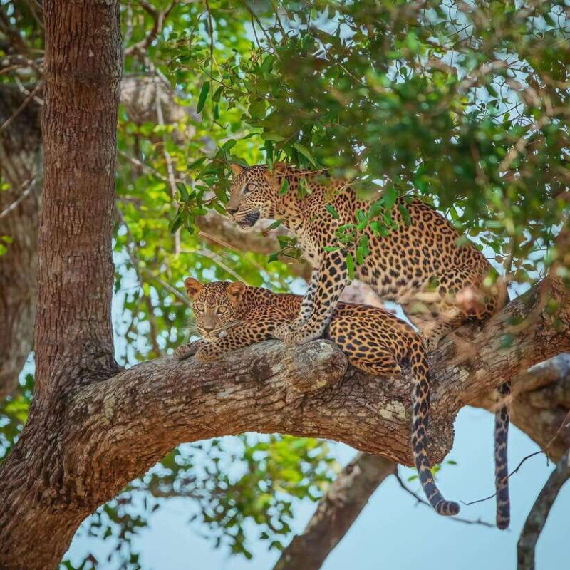 Wilpattu: All Inclusive Private Full-Day Jeep Safari 12h - Who This Tour is Best For