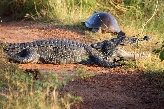 Wilpattu Full Day Private Jeep Safari from Trincomalee - Introduction: Is This Safari Worth Your Time?