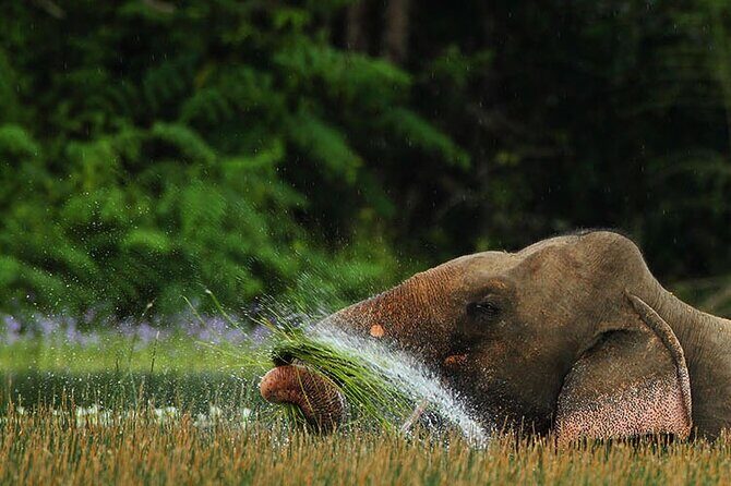 Wilpattu Full Day Private Jeep Safari from Trincomalee - Final Thoughts