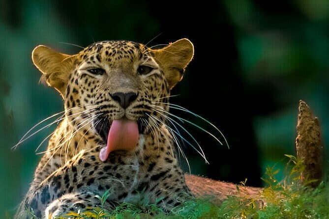 Wilpattu Half Day Safari From Anuradhapura - Authentic Experiences and Review Highlights