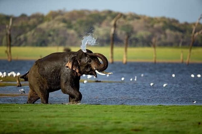 Wilpattu Half Day Safari From Anuradhapura - The Sum Up: Who Will Love This Safari?