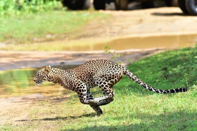 Wilpattu Half Day Safari from Sigiriya - Introduction: A Wildlife Adventure Close to Sigiriya
