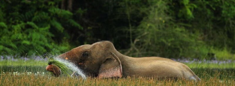 Wilpattu: Jeep Safari Day Tour From Colombo or Negombo - Exploring Wilpattu: Jeep Safari Day Tour From Colombo or Negombo