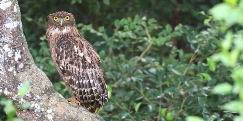 Wilpattu: Jeep Safari Day Tour From Colombo or Negombo - The Sum Up