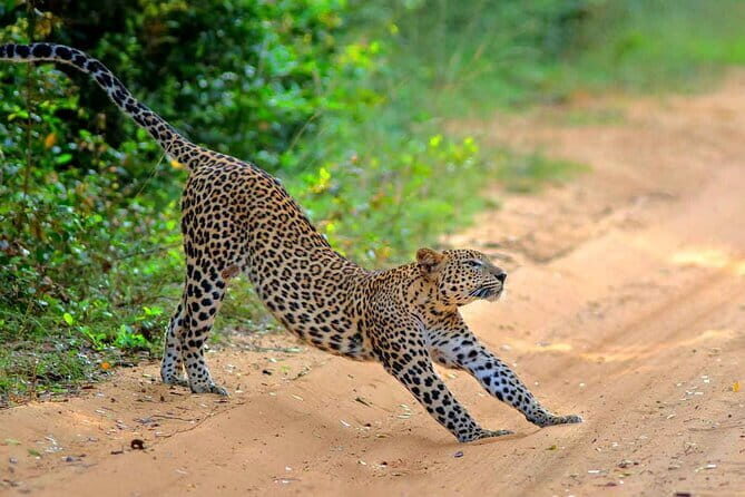 Wilpattu Jeep Safari Day Tour From Sigiriya - The Journey Begins: From Sigiriya to Wilpattu