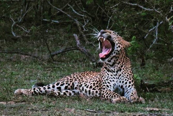 Wilpattu National Park 4-Hours Safari | with Naturalist - FAQs