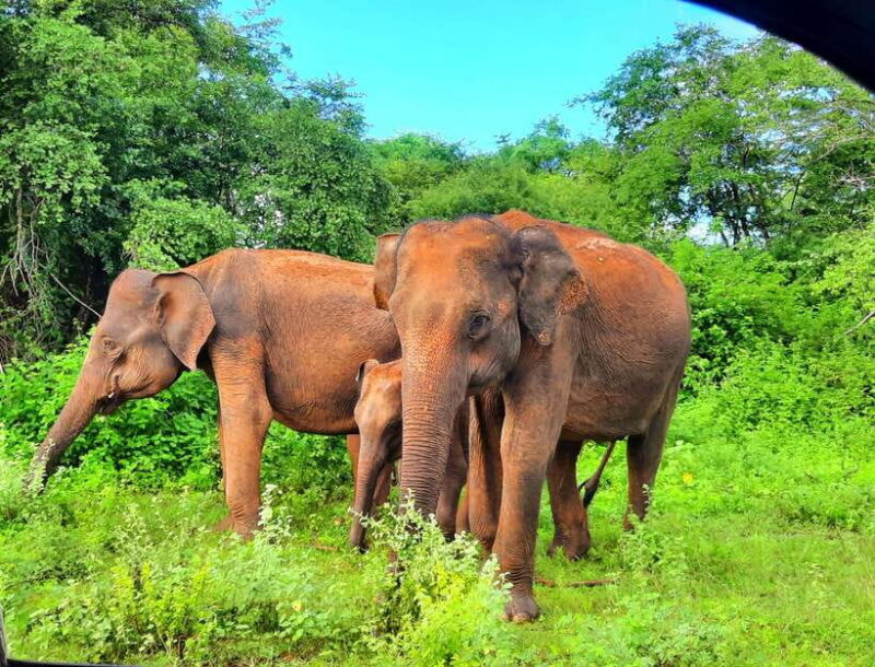 Wilpattu National Park : 5 Hours & 12 Hours Day Tours - What To Expect During Your Safari