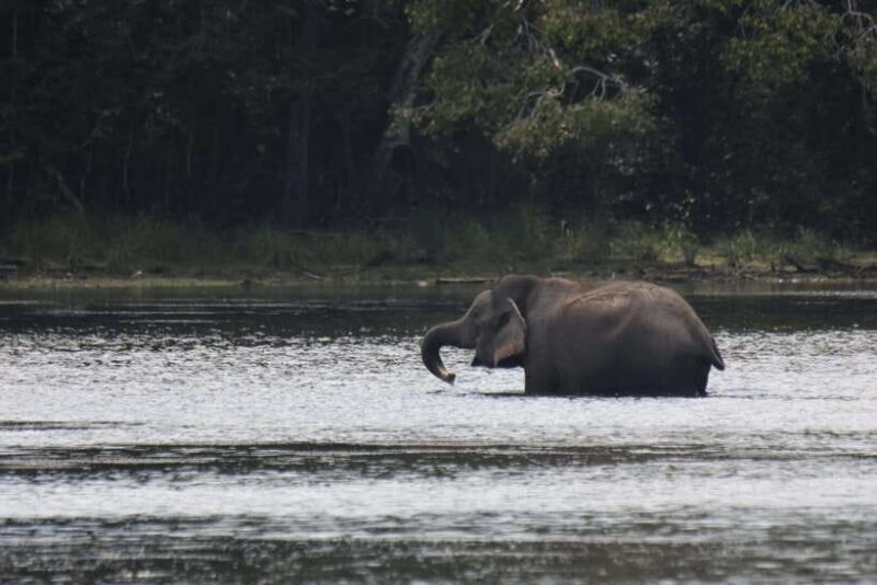 Wilpattu National Park : 5 Hours & 12 Hours Day Tours - The Balance of Price and Value