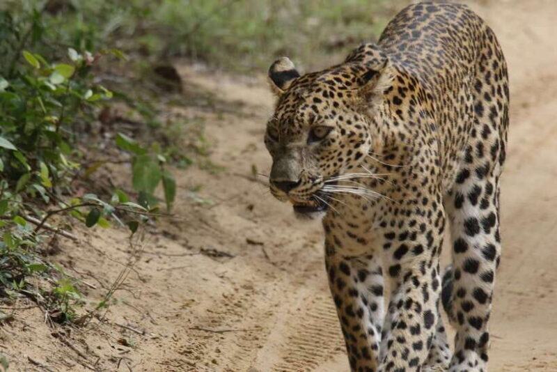 Wilpattu National Park : 5 Hours & 12 Hours Day Tours - Why This Tour Fits Different Travelers