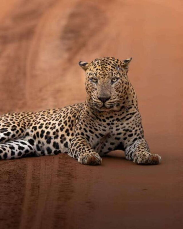 Wilpattu National park - All Inclusive Safari Day Tour - Key Points