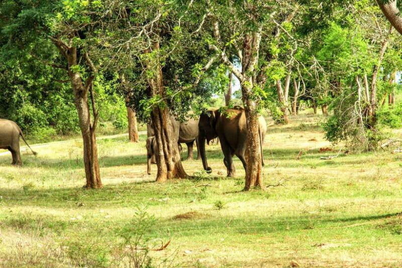 Wilpattu National park - All Inclusive Safari Day Tour - FAQ