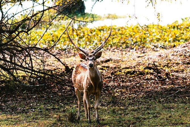 Wilpattu National Park Day tour From Negombo - What Travelers Say