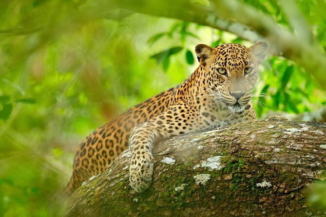 Wilpattu National Park Day tour From Negombo - Who Should Consider This Tour?