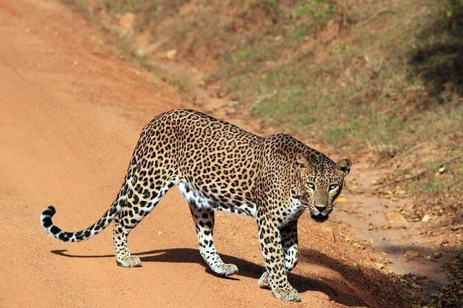 Wilpattu National Park Day tour From Negombo - FAQs