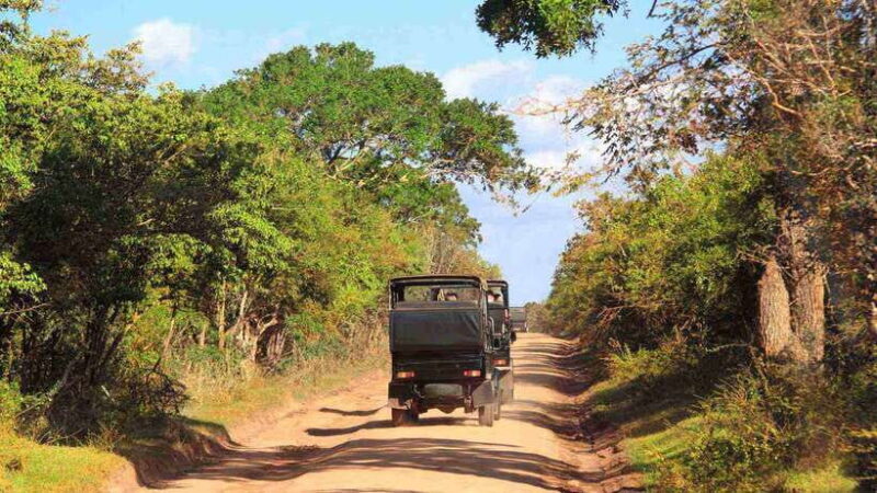 Wilpattu National Park: Full-Day Safari From Trincomalee - An In-Depth Look at the Wilpattu Safari Experience