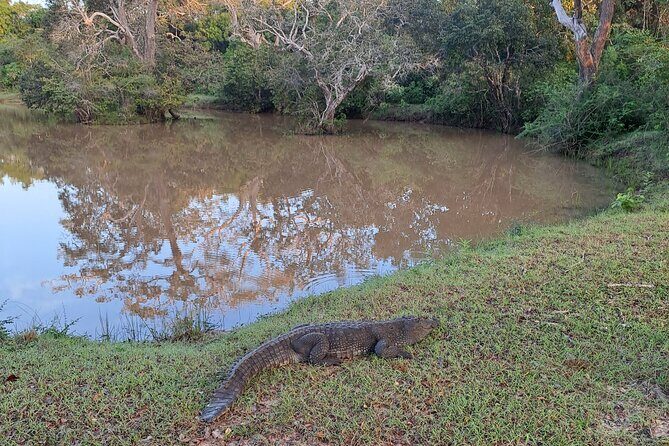 Wilpattu National Park Guided Tour in a Safari Jeep Ride - An In-Depth Look at the Safari Experience