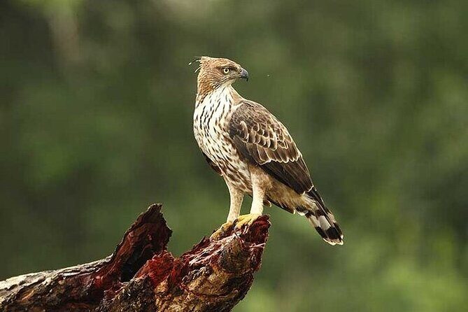 Wilpattu National Park Jeep Safari from Negombo / Waikkal (All Inclusive) - Frequently Asked Questions