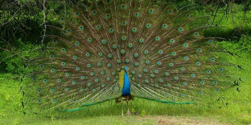 Wilpattu National park - Morning or Afternoon Safari - The Transport: Comfort Matters