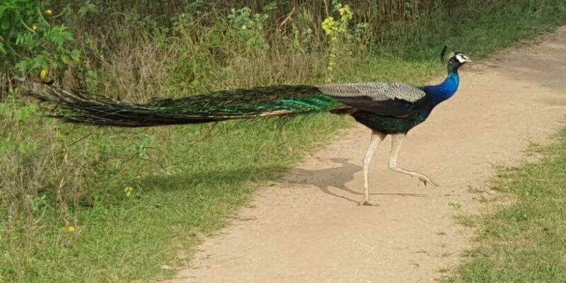 Wilpattu National park - Morning or Afternoon Safari - Price and Value: What’s Included?