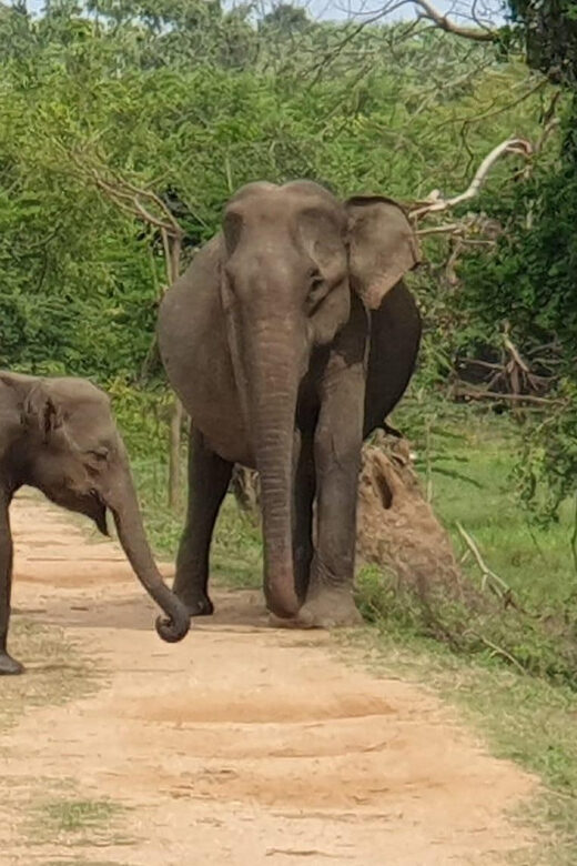 Wilpattu National park - Morning or Afternoon Safari - Who is This Safari Best For?