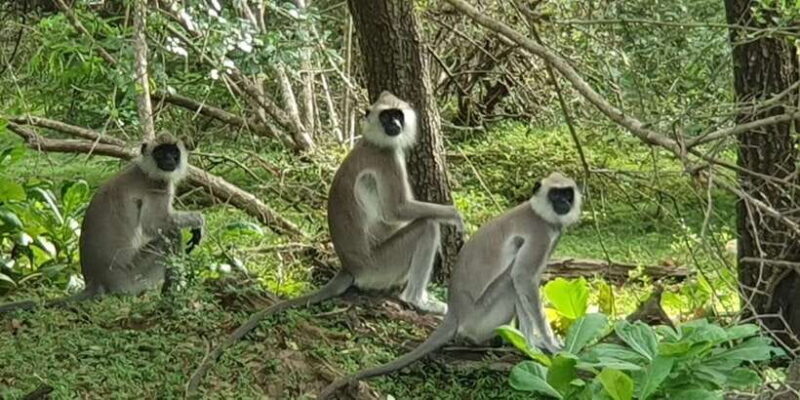 Wilpattu National park - Morning or Afternoon Safari - Real Experiences from Reviewers