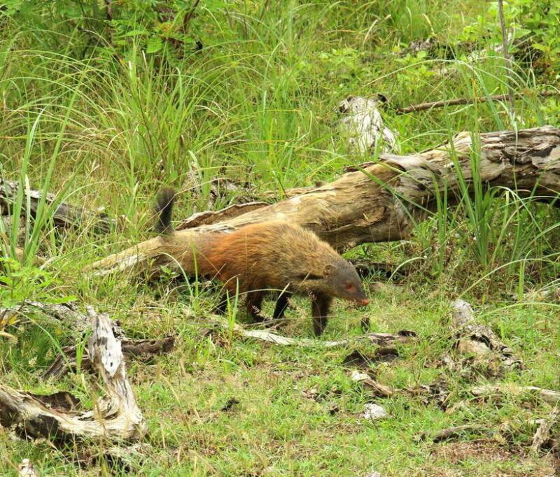 Wilpattu National Park: Morning or Afternoon Safari - The Sum Up