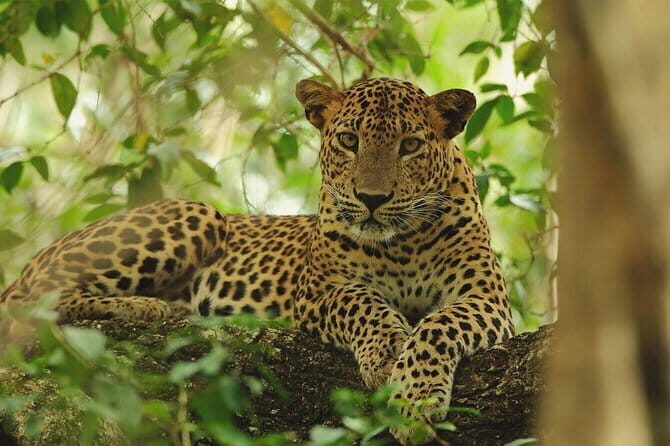 Wilpattu National Park Private Full Day Safari From Negombo - Key Points