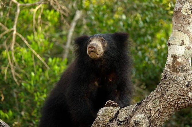 Wilpattu National Park Private Full Day Safari From Negombo - Why Choose a Private Full Day Safari to Wilpattu?