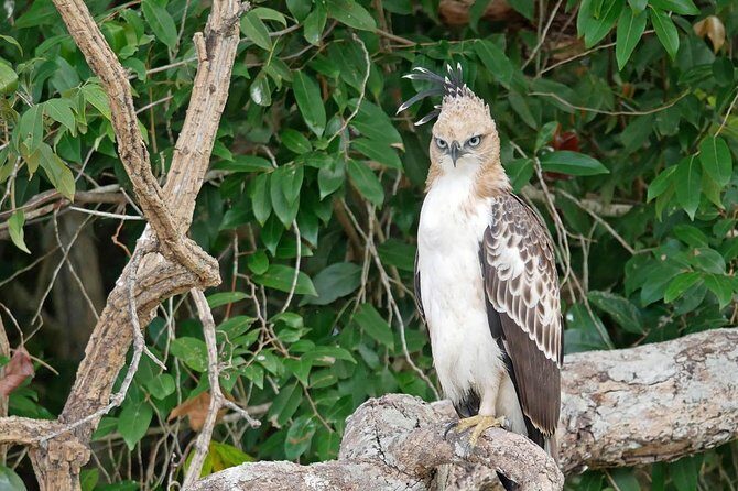 Wilpattu National Park Private Full Day Tour From Colombo - An In-Depth Look at the Wilpattu Safari Tour