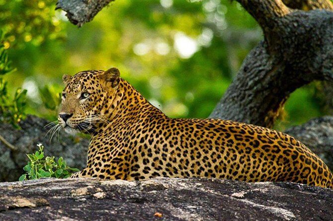 Wilpattu National Park Private Full Day Tour From Colombo - FAQ