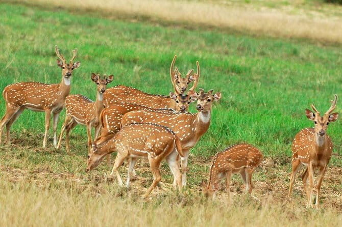 Wilpattu National Park Private Jeep Safari From Colombo & Negombo - The Value of Private Safari Tours